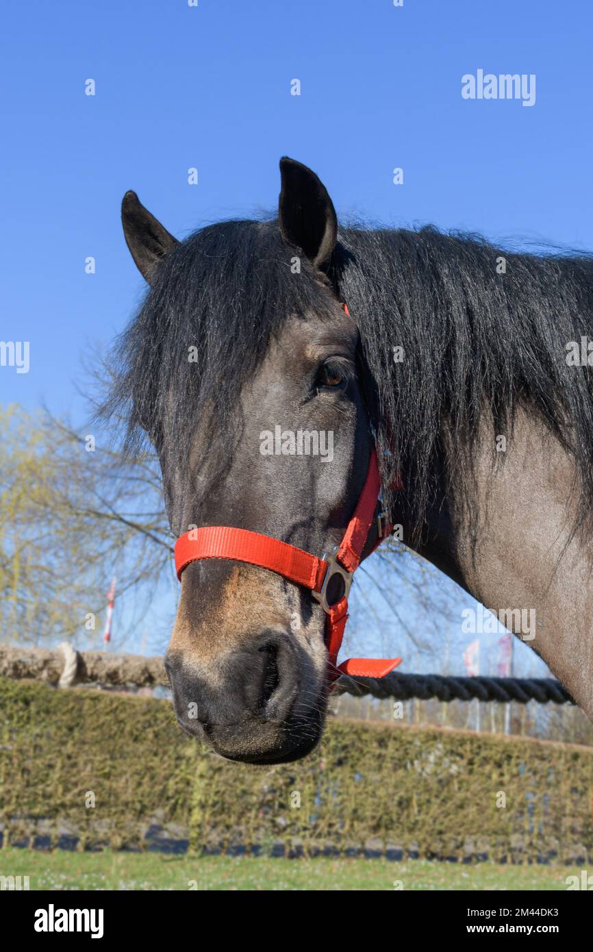 Muzzle of a brown horse close-up. red bridle Stock Photo - Alamy