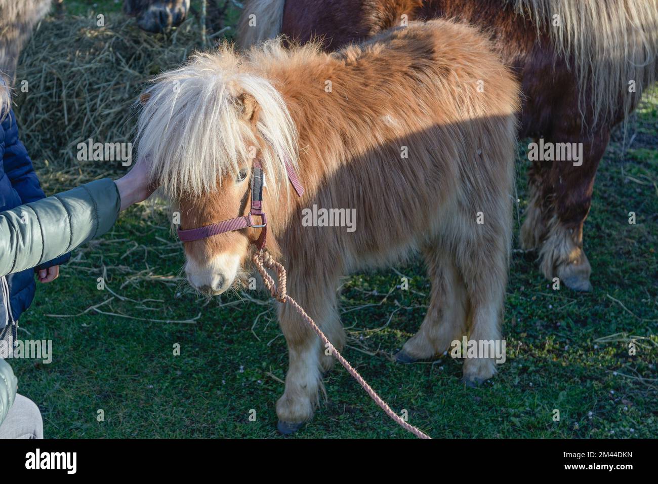 Ponie for sale at the open horse market Stock Photo - Alamy