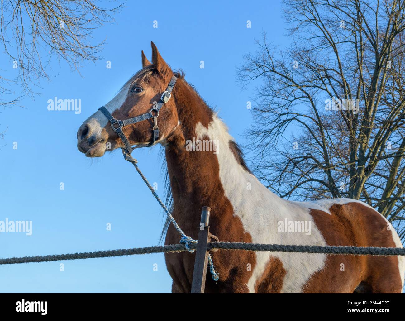 Lonely horse grazing on meadow hi-res stock photography and images - Alamy