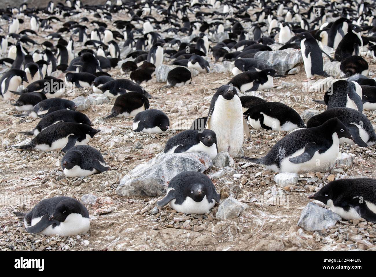 Antarctica, Vega Island aka Devil Island. Overcrowded nesting colony of ...