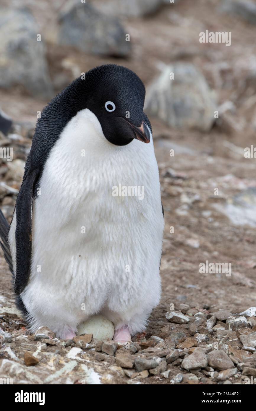 Antarctica, Vega Island aka Devil Island. Nesting colony of Adelie penguins (WILD: Pygoscelis ...