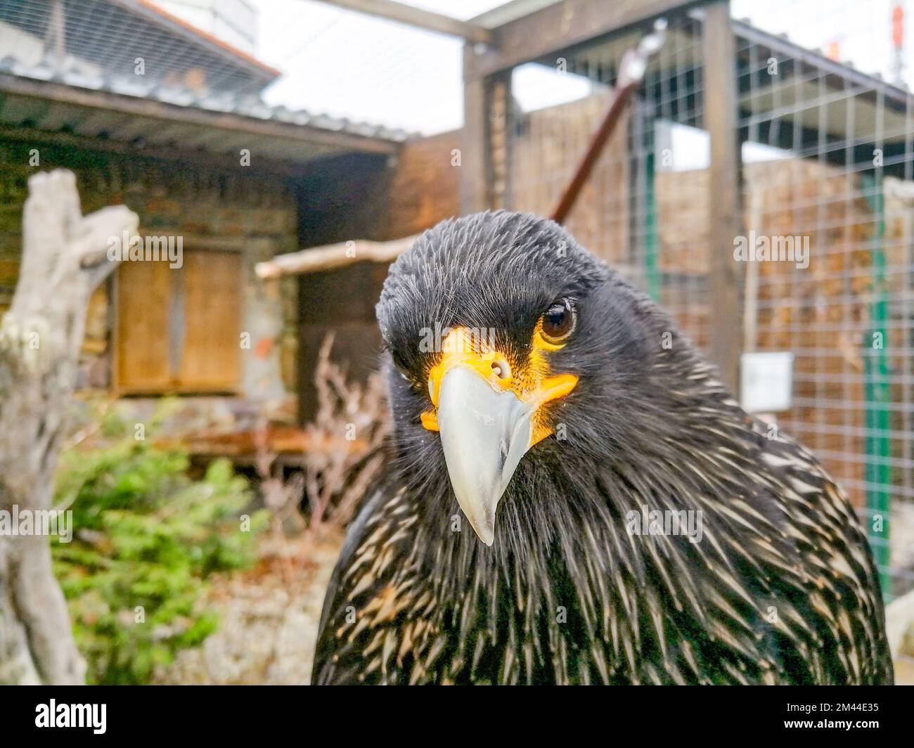 detail of raptor looking at camera Stock Photo - Alamy