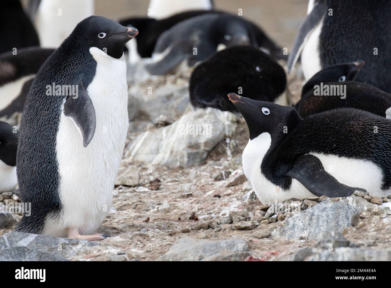 Antarctica, Vega Island aka Devil Island. Nesting colony of Adelie ...