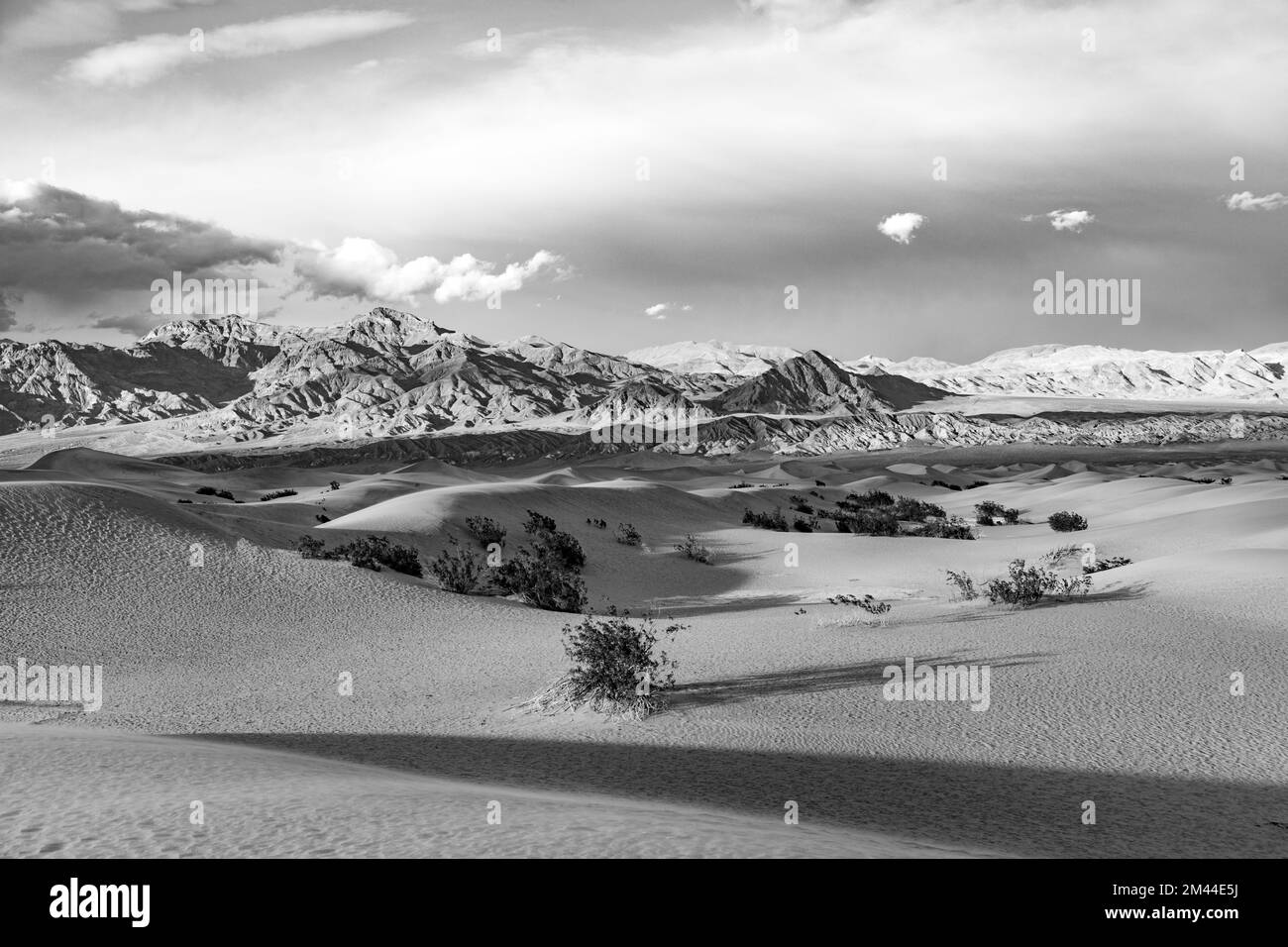 beautiful Mesquite flats in the death valley desert in sunset light ...