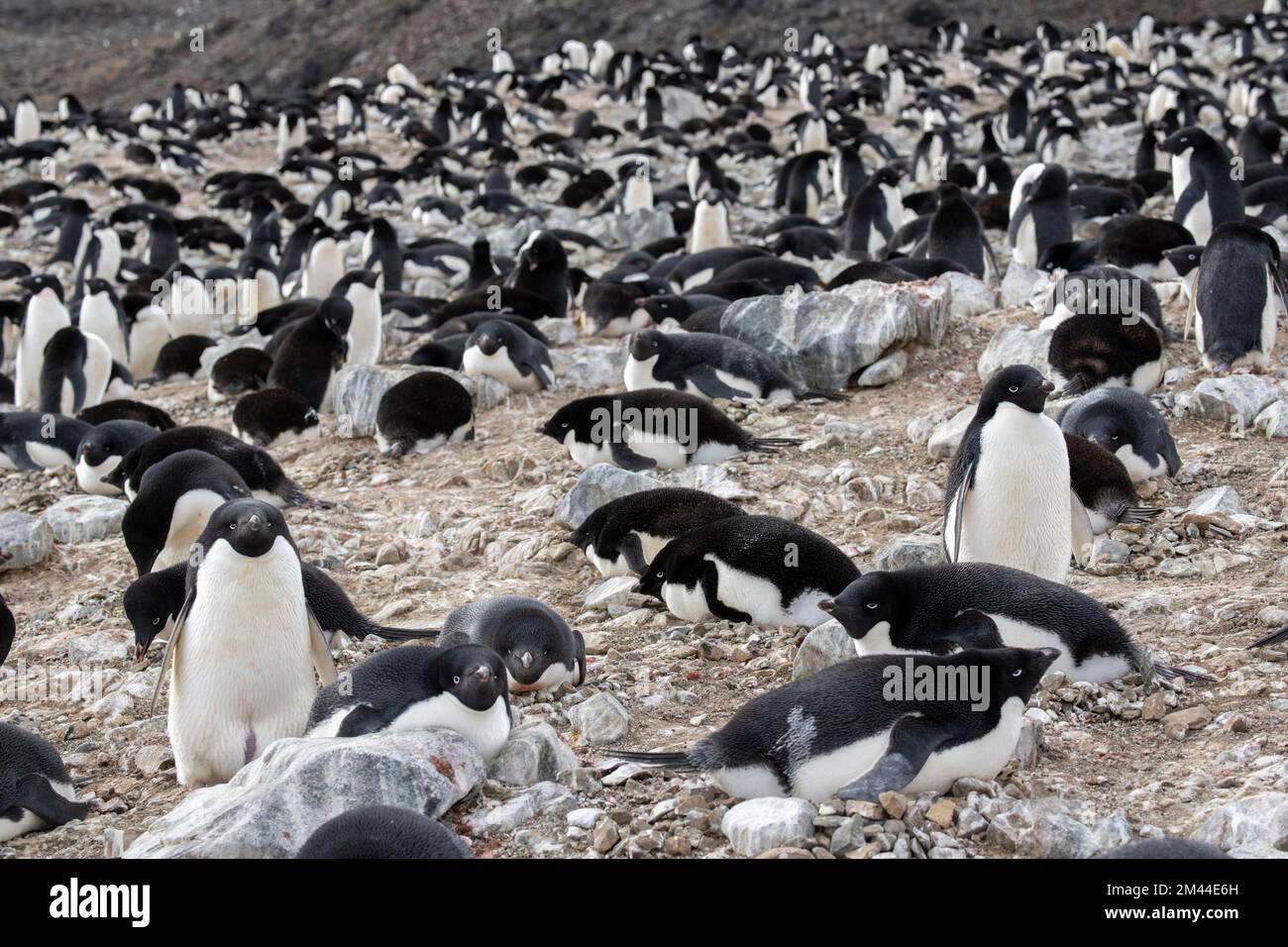 Antarctica, Vega Island aka Devil Island. Overcrowded nesting colony of ...