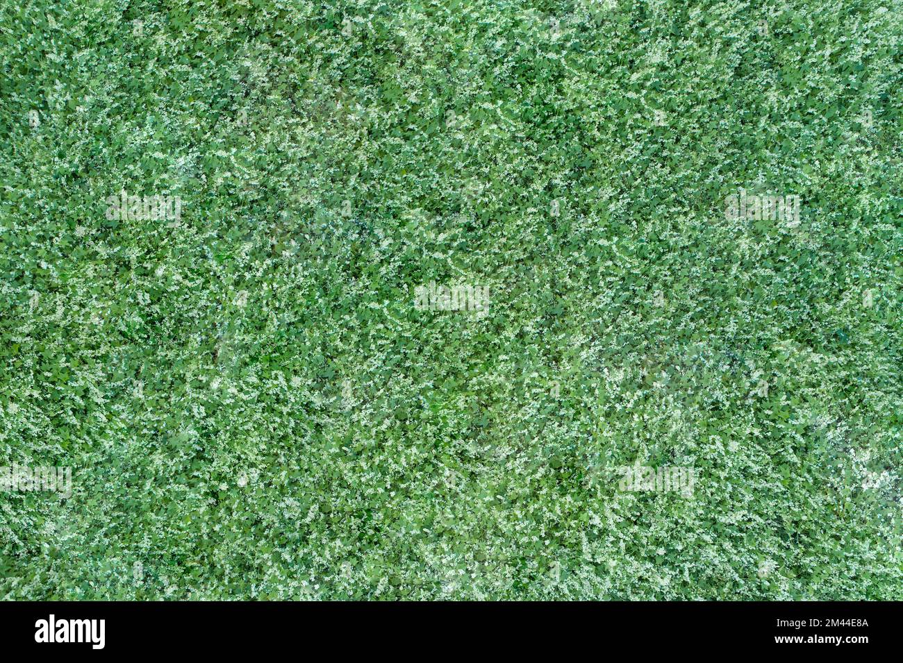 Vegetable green texture background from above Stock Photo - Alamy