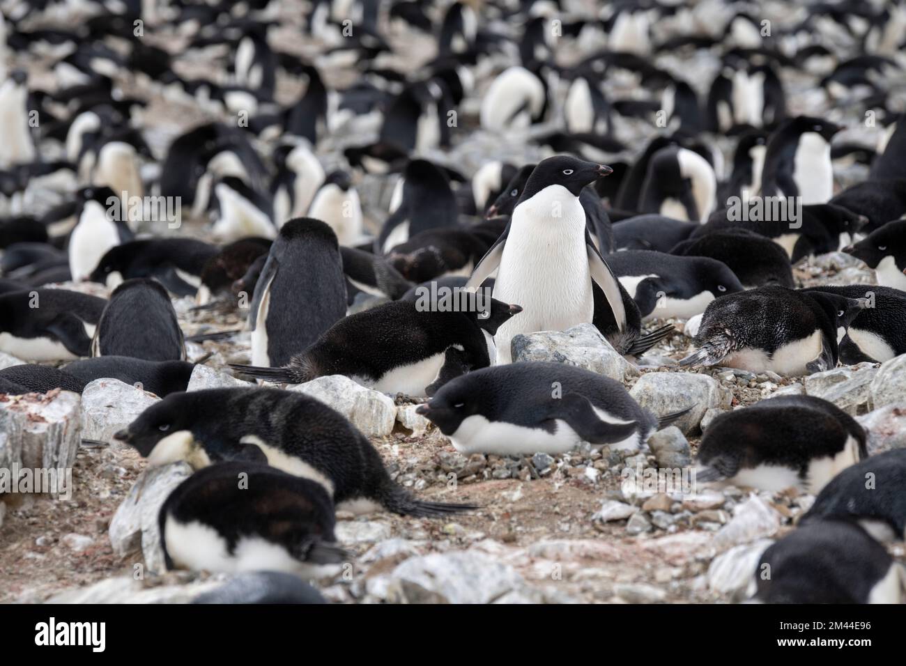 Antarctica, Vega Island aka Devil Island. Overcrowded nesting colony of ...