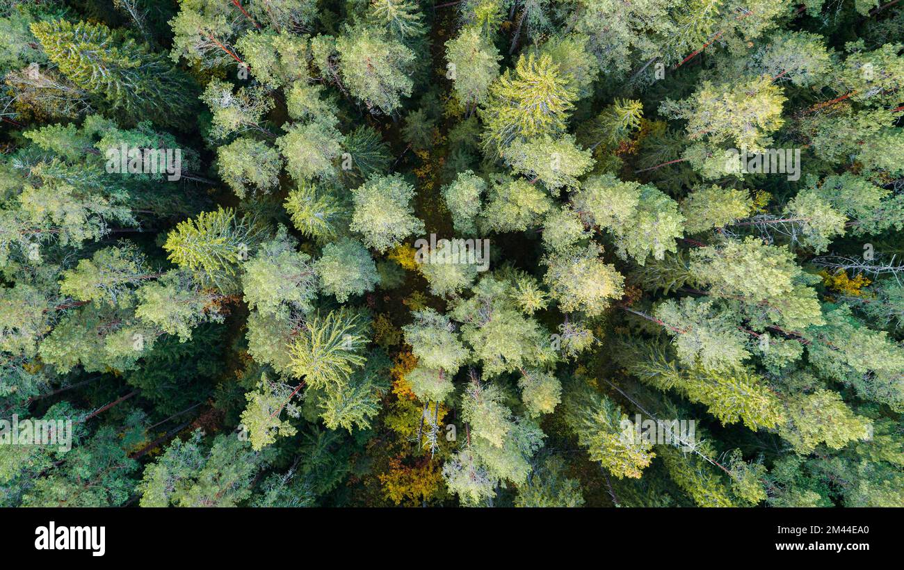 Aerial view of green summer forest аrom above. Picture taken using the ...
