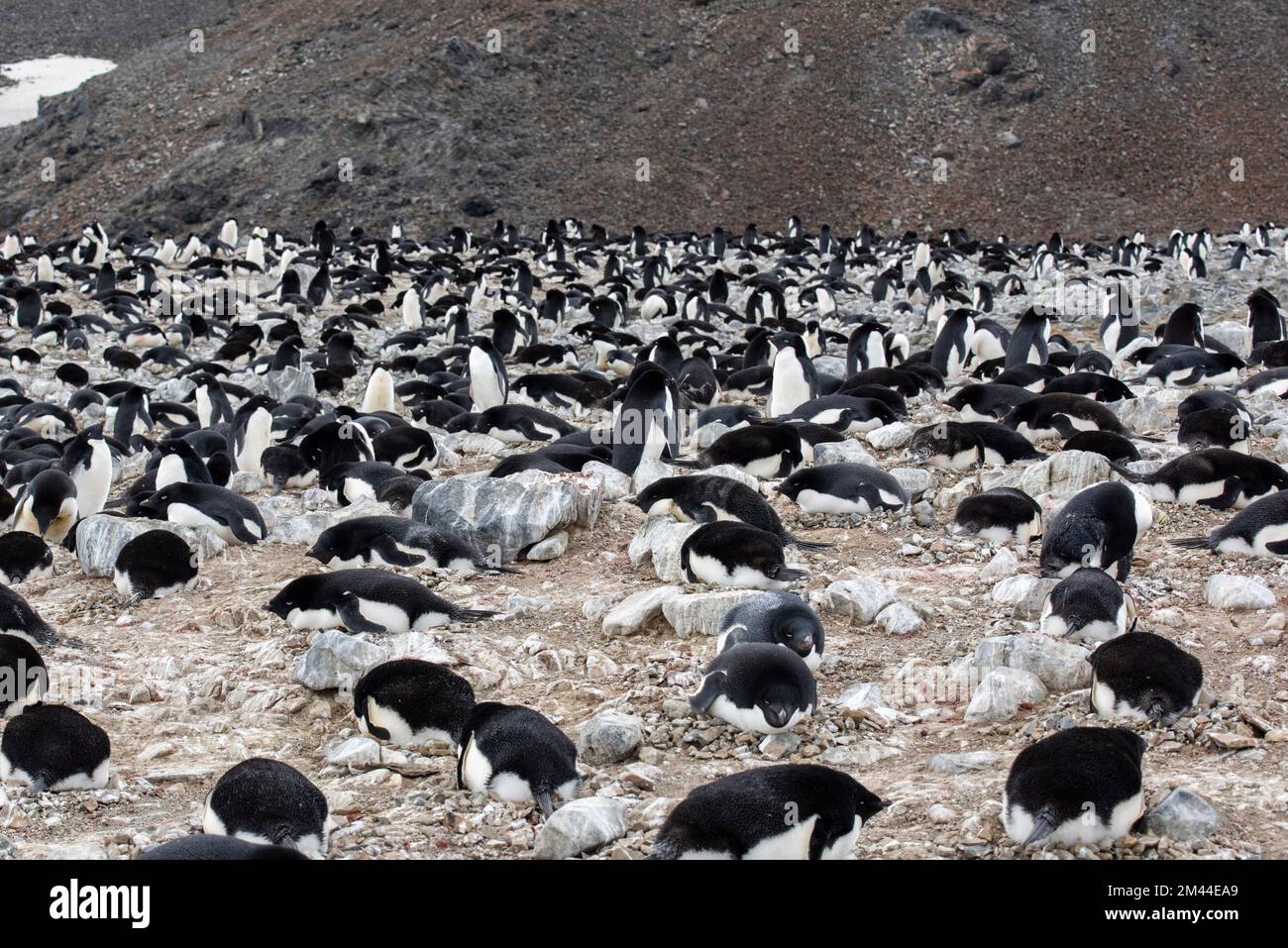 Antarctica, Vega Island aka Devil Island. Overcrowded nesting colony of ...