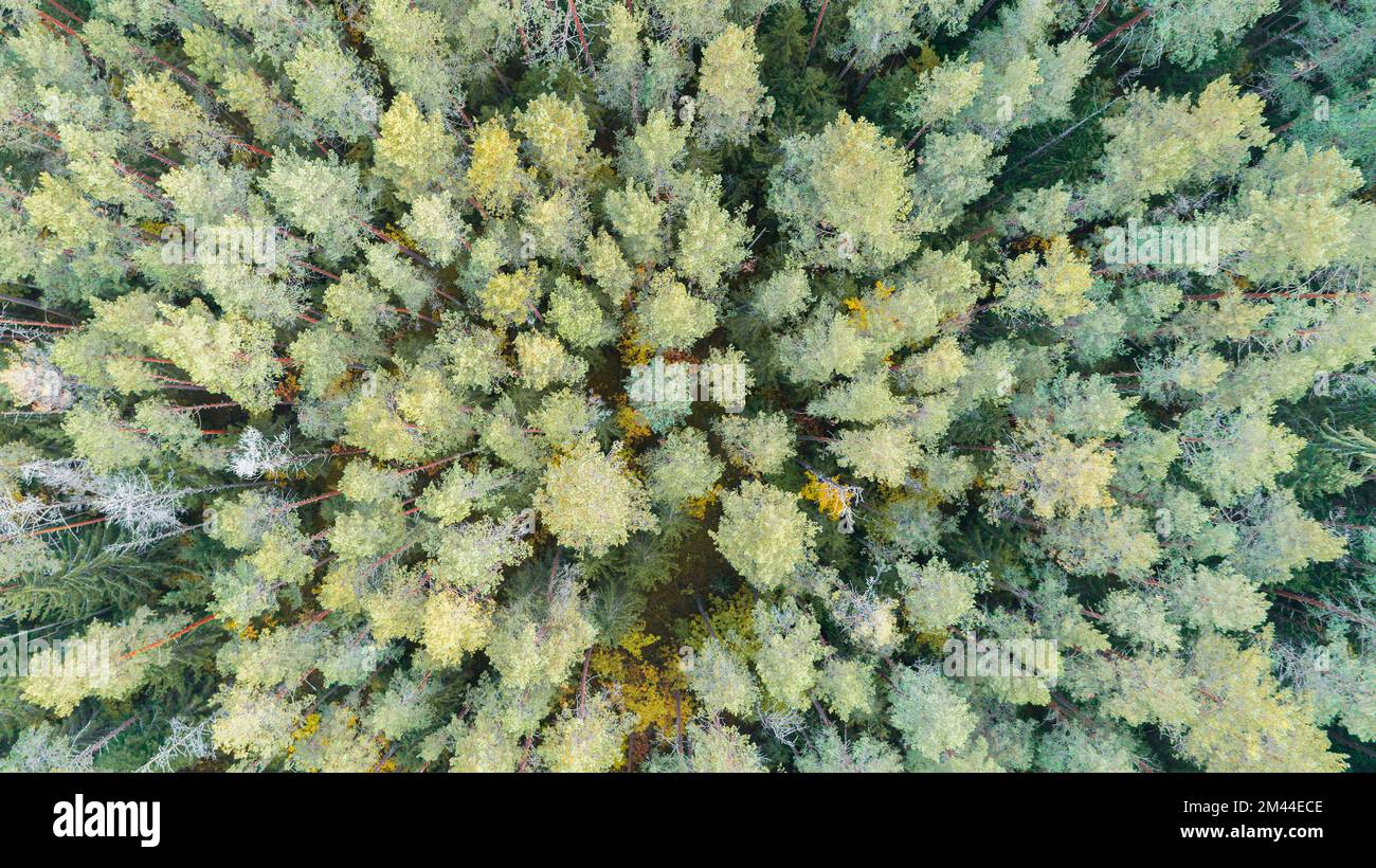 Aerial view of green summer forest аrom above. Picture taken using the ...