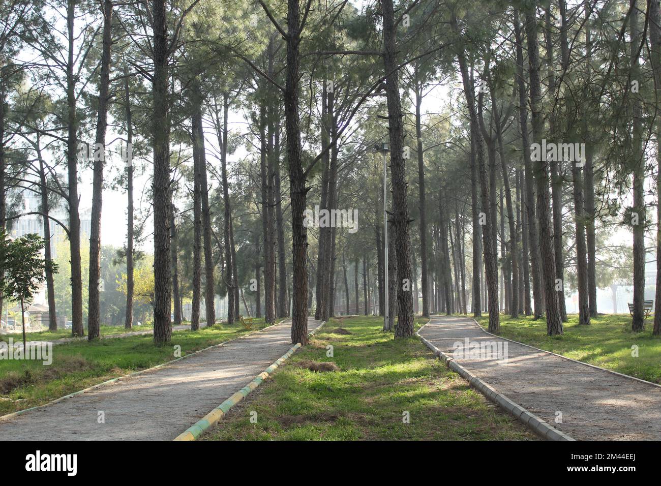 Country park tree walkway walking path outdoor hi-res stock photography ...