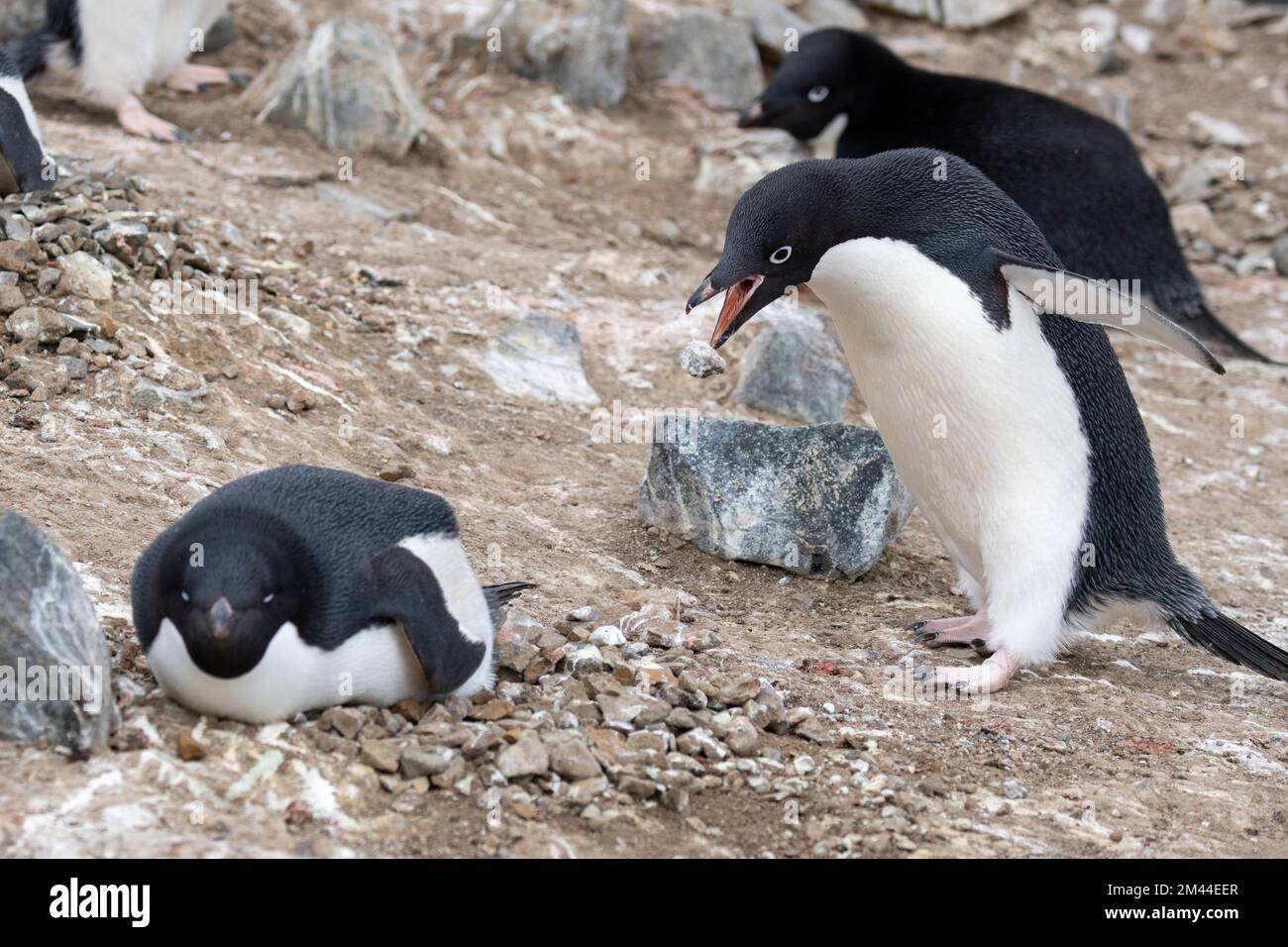Antarctica, Vega Island aka Devil Island. Nesting colony of Adelie ...