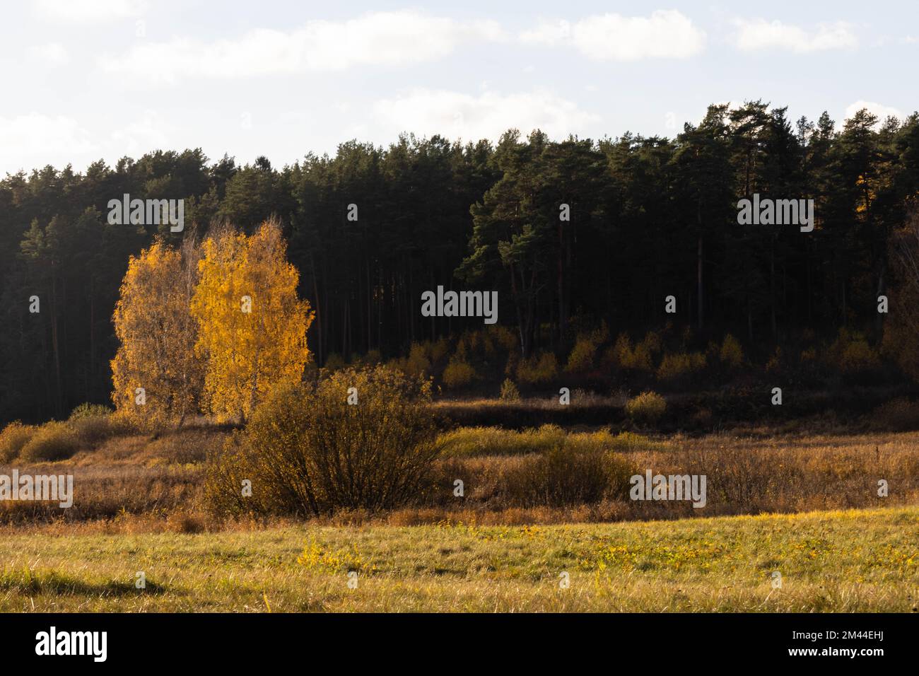 Autumn landscape of the field and the forest with two orange trees ...