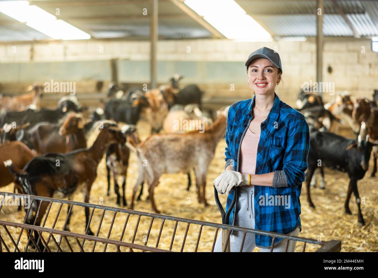 Positive female worker of livestock farm standing in goat stall Stock ...