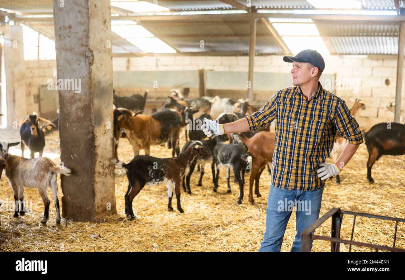 Hired livestock farm worker cleans up goat pen Stock Photo - Alamy