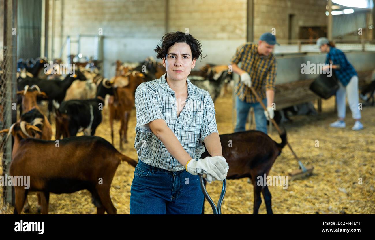 Female farmer picking up hay with pitchfork to feed the goats at family ...