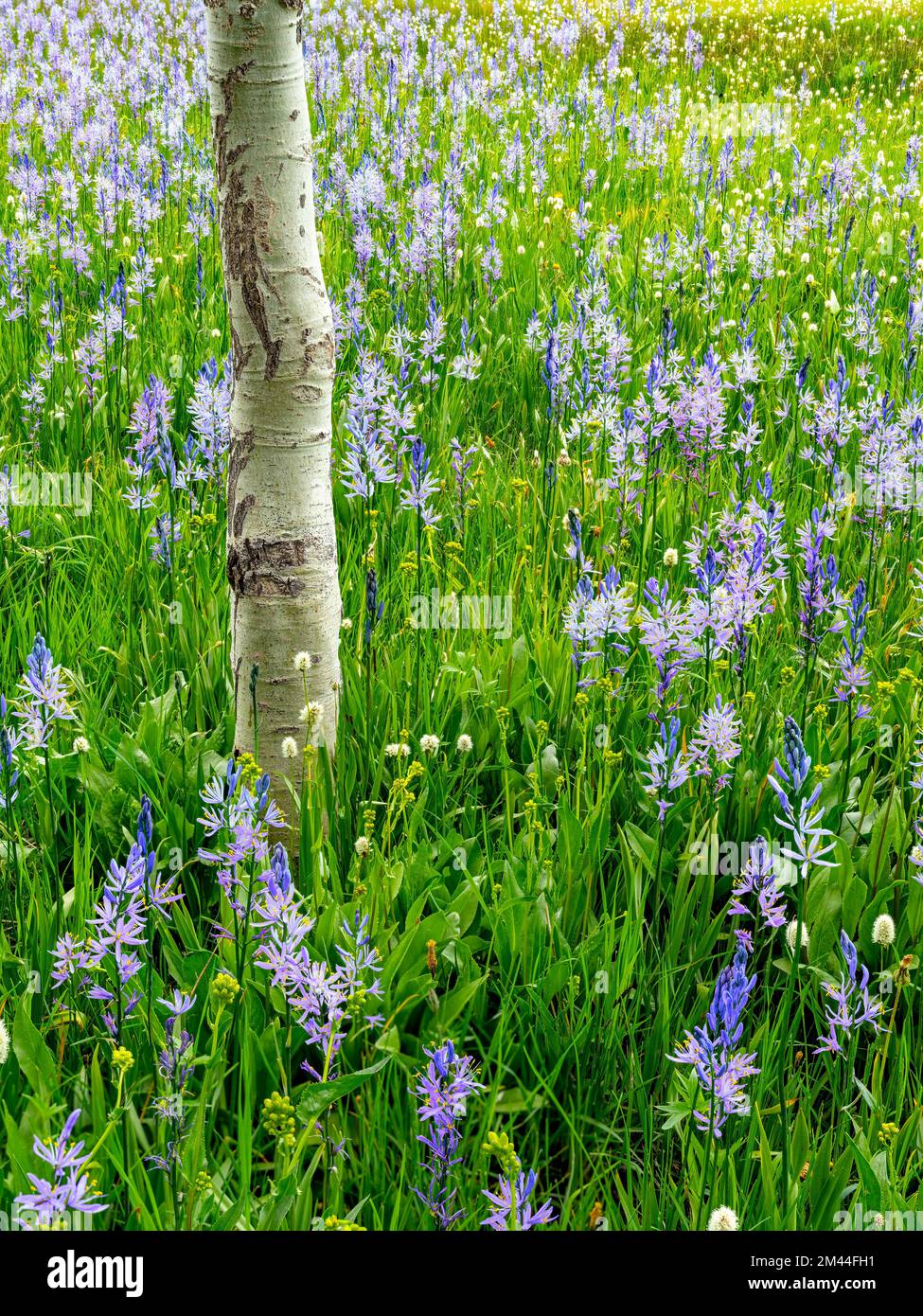 Spring wildflowers with a lone Aspen tree Stock Photo - Alamy
