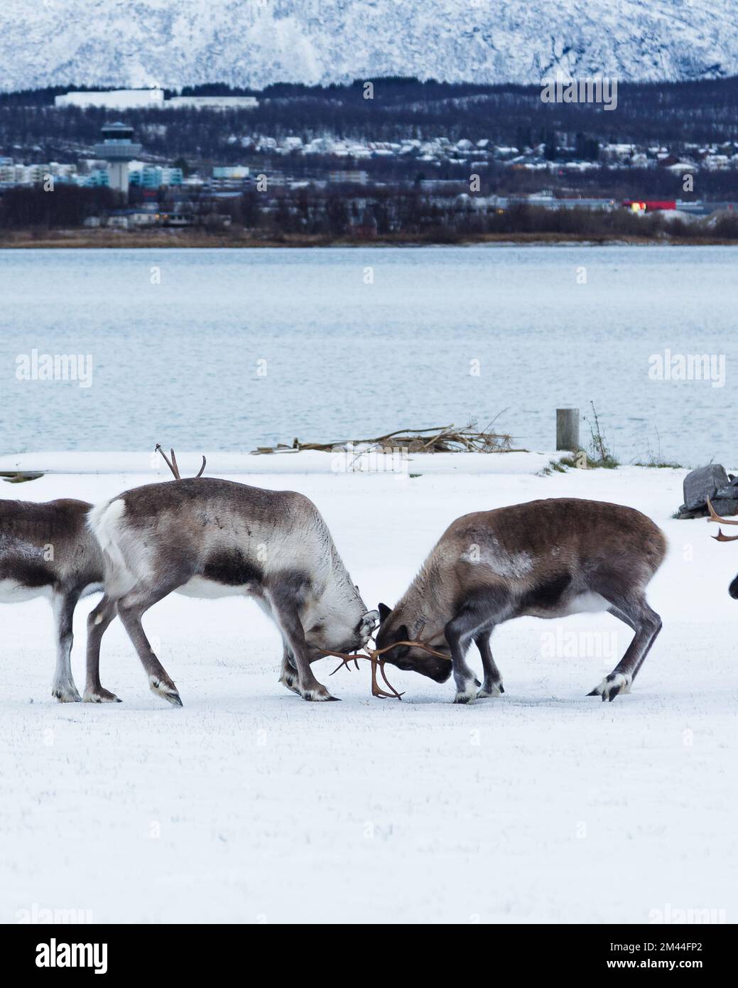 Arctic mountains animals hi-res stock photography and images - Alamy