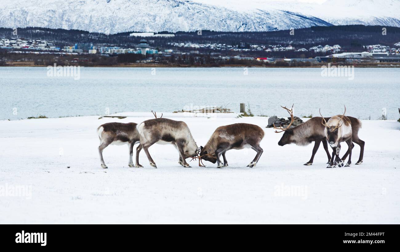 Arctic mountains animals hi-res stock photography and images - Alamy