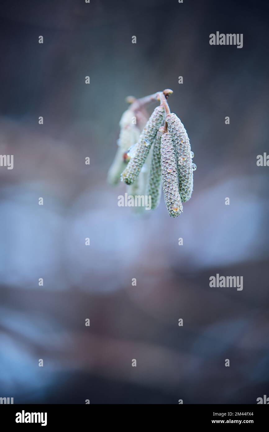 Young hazel pollen isolated. High quality photo Stock Photo - Alamy
