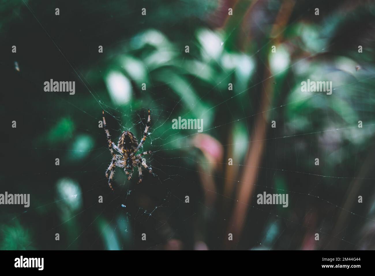 Araneus diadematus european garden spider sitting in the middle of his ...
