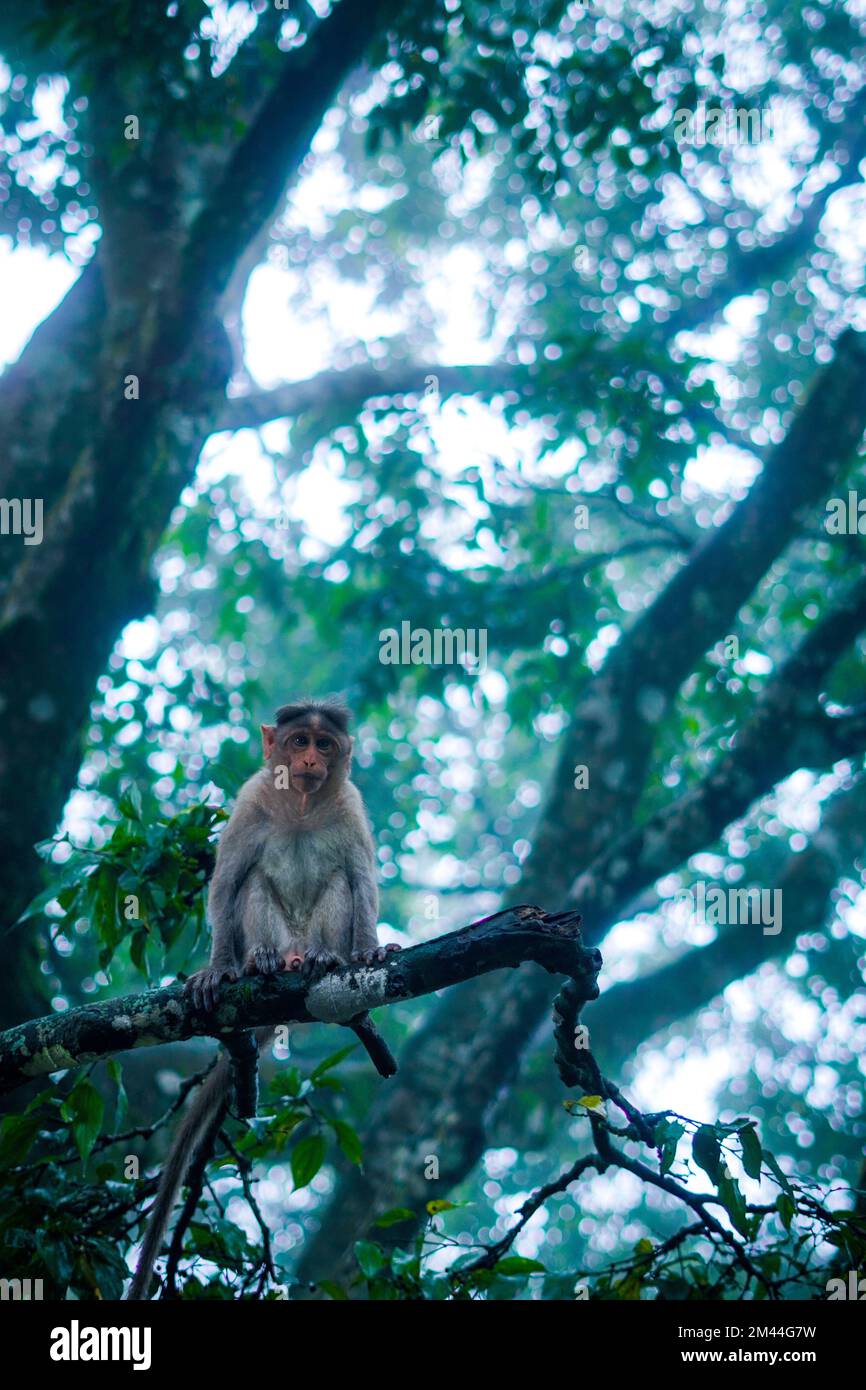 A vertical selective shot of a wild monkey sitting on a branch in Nandi ...