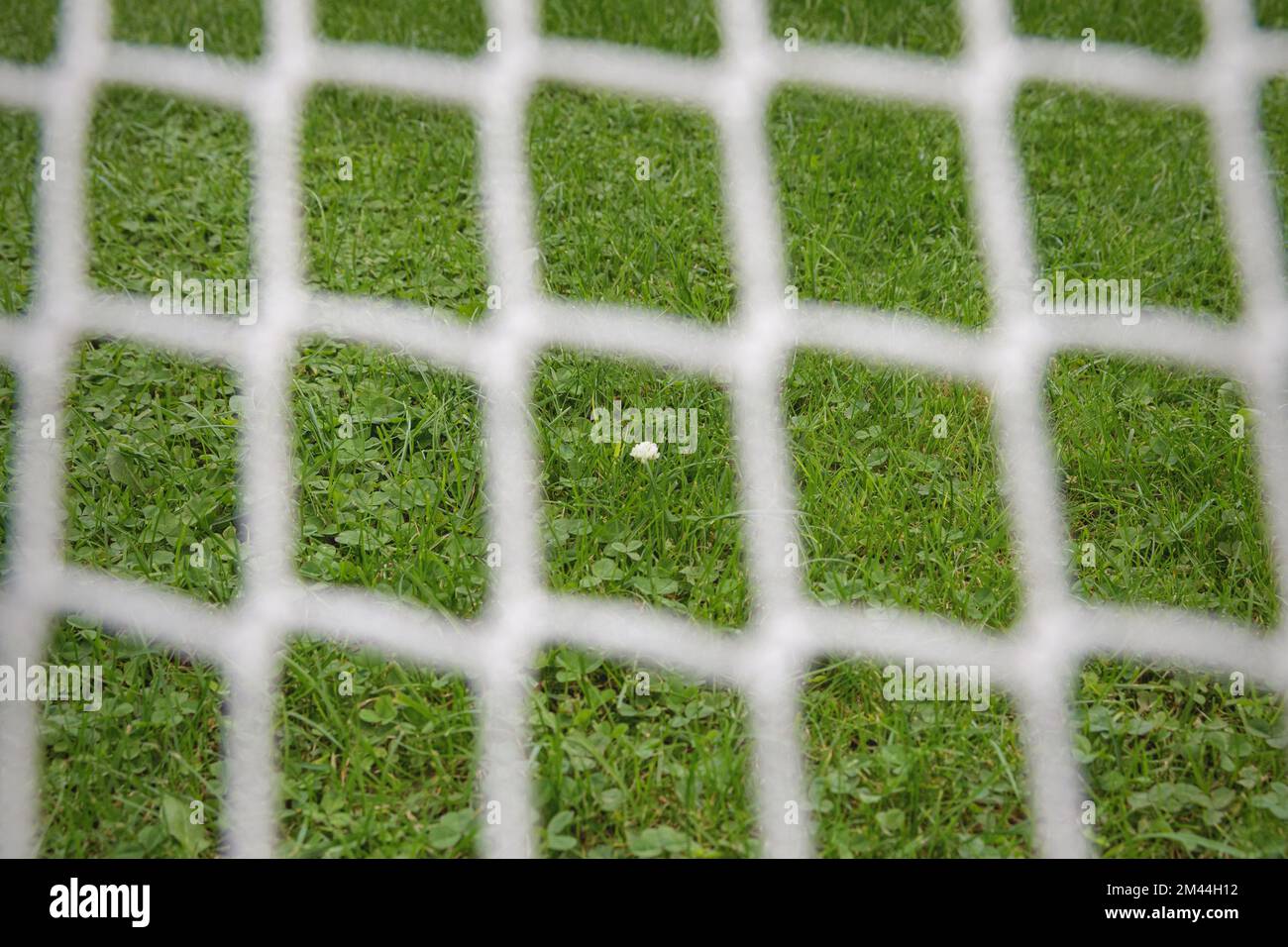 White flower on the football field. selected focus. Through the net ...