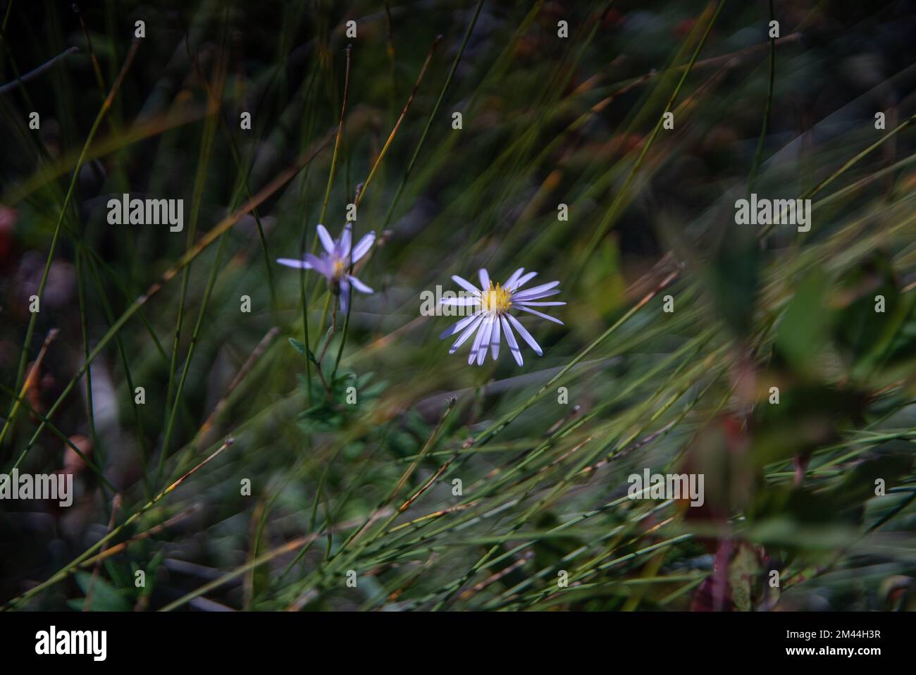 Two purple, daisy-like flowers growing out of wispy, wild grass in a ...