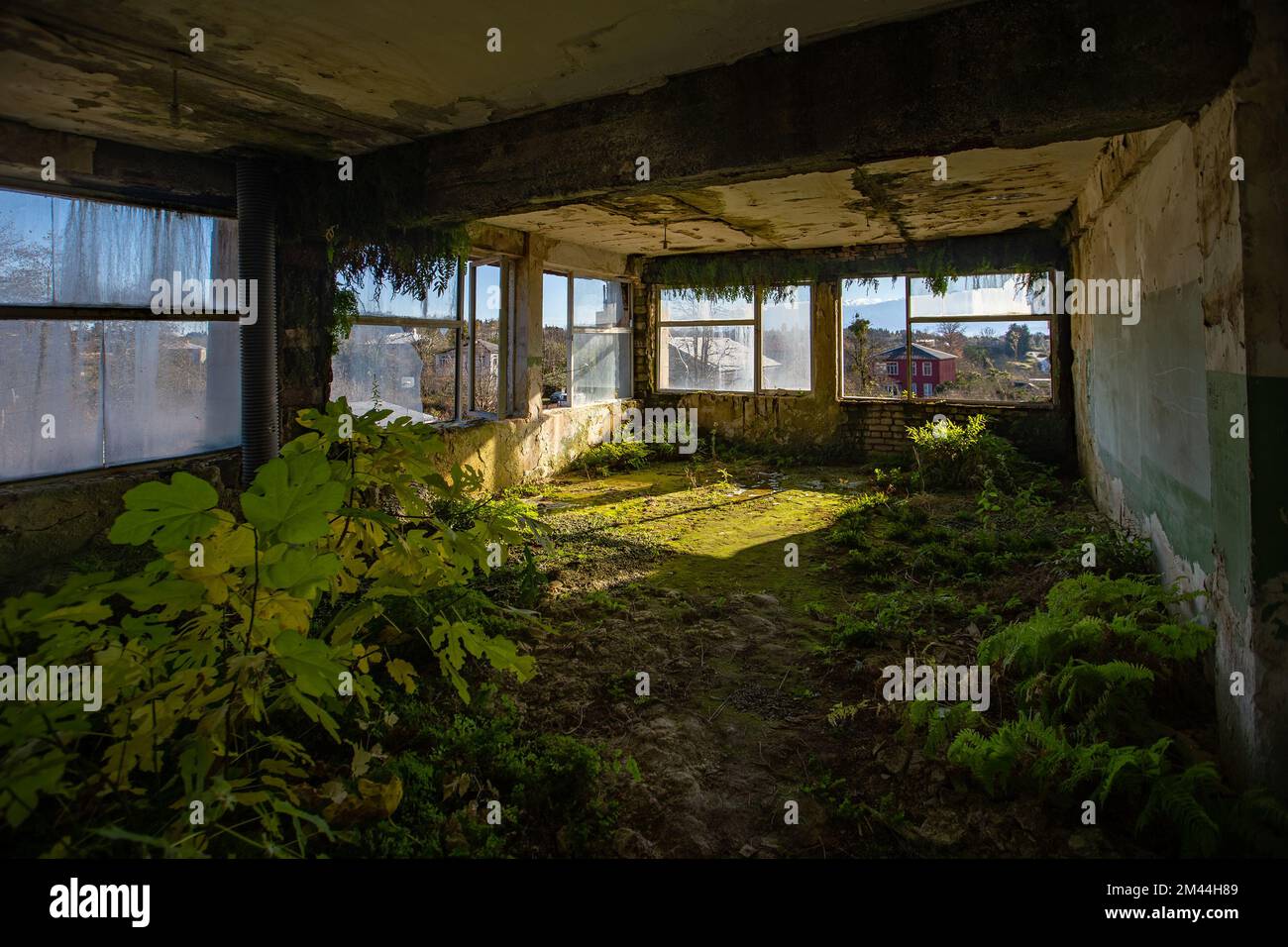 Overgrown by plants old abandoned building interior Stock Photo - Alamy
