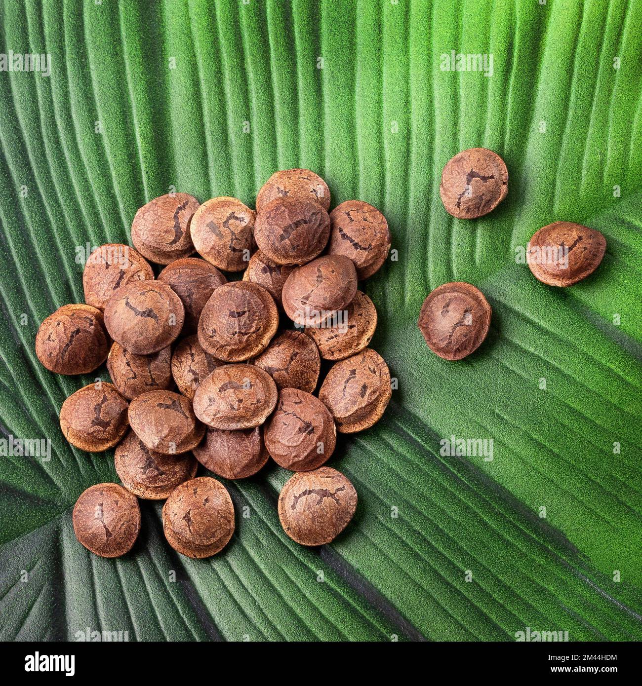 Plukenetia volubilis - Dried sacha inchi nuts Stock Photo - Alamy