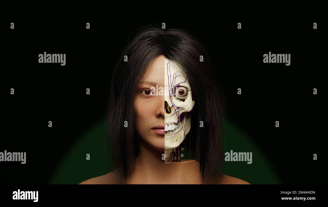 Woman's face, skeleton half exposed, including blood vessels, eyes and ...