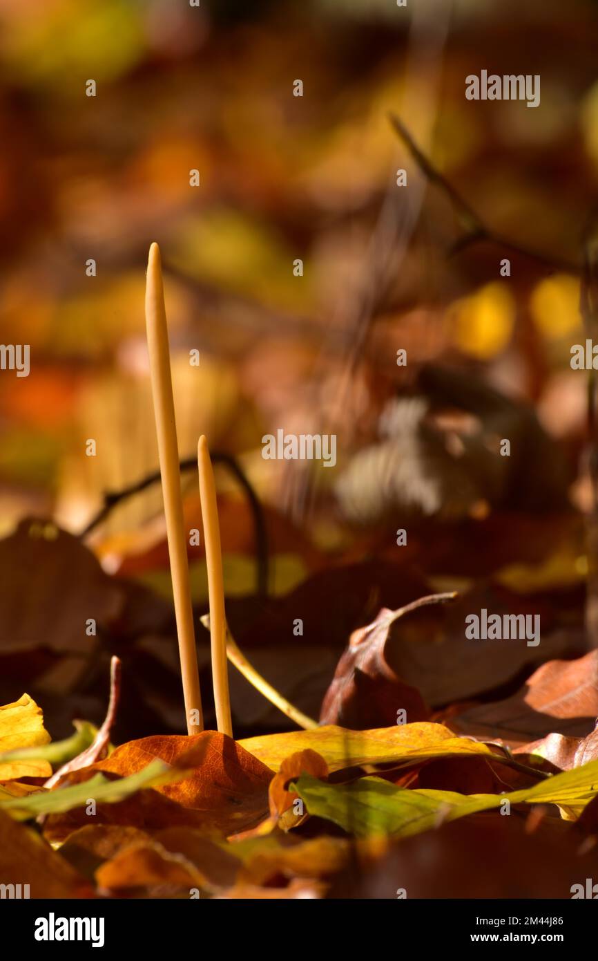 Saprophytic fungi hi-res stock photography and images - Alamy