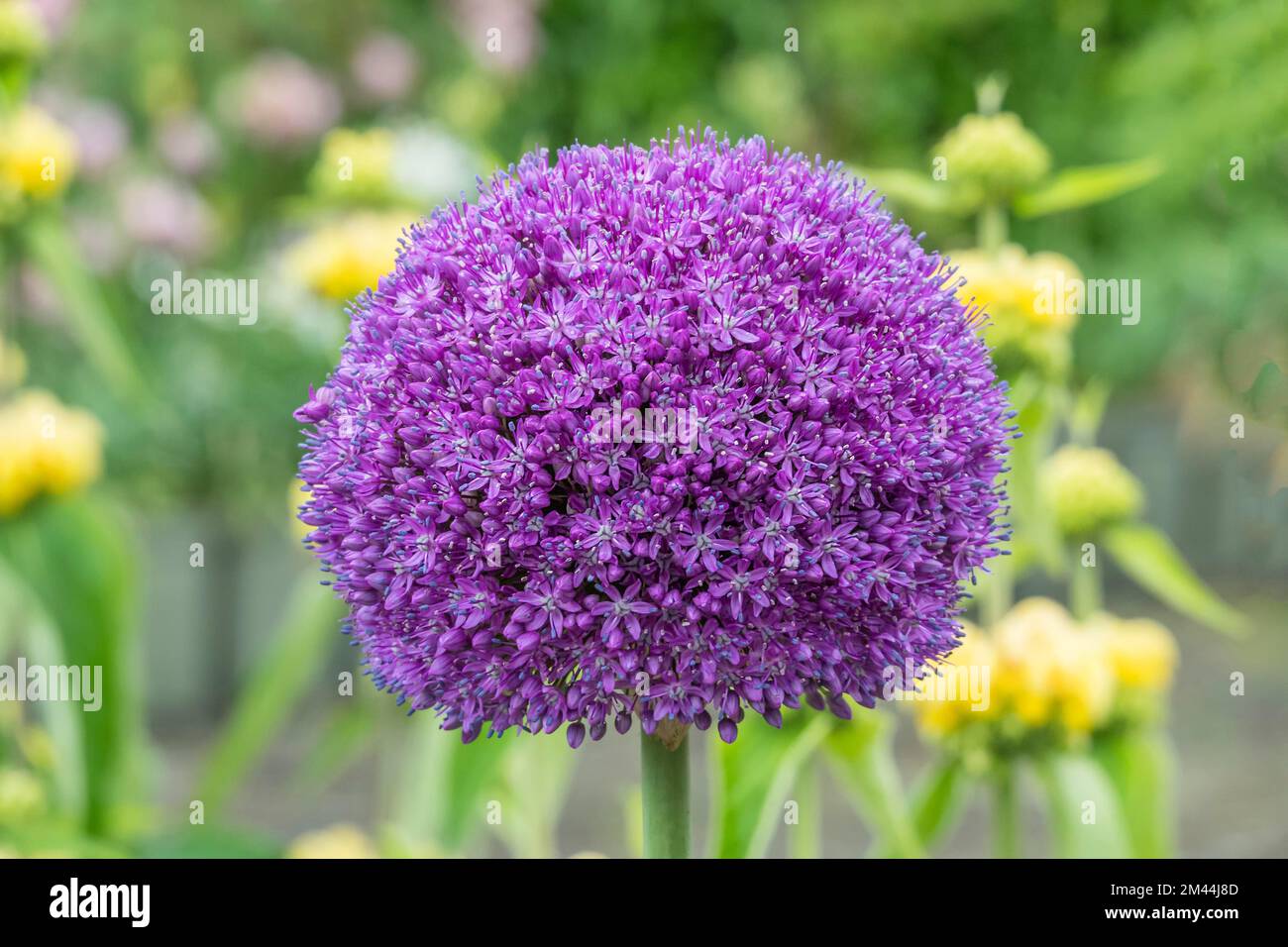 Ornamental leek (Allium sp.), flower stand, Muensterland, North Rhine ...
