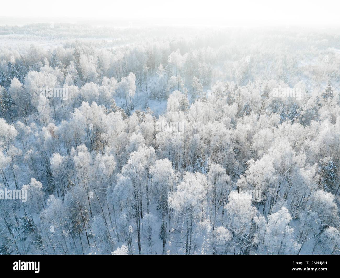 Forest in snow. Snowy forest road. Forest road from above Stock Photo ...
