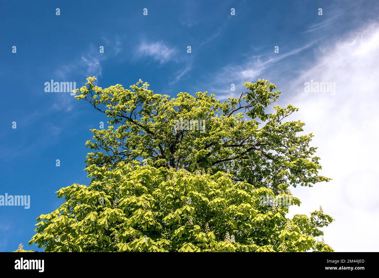 Beautiful sky with tree hi-res stock photography and images - Alamy