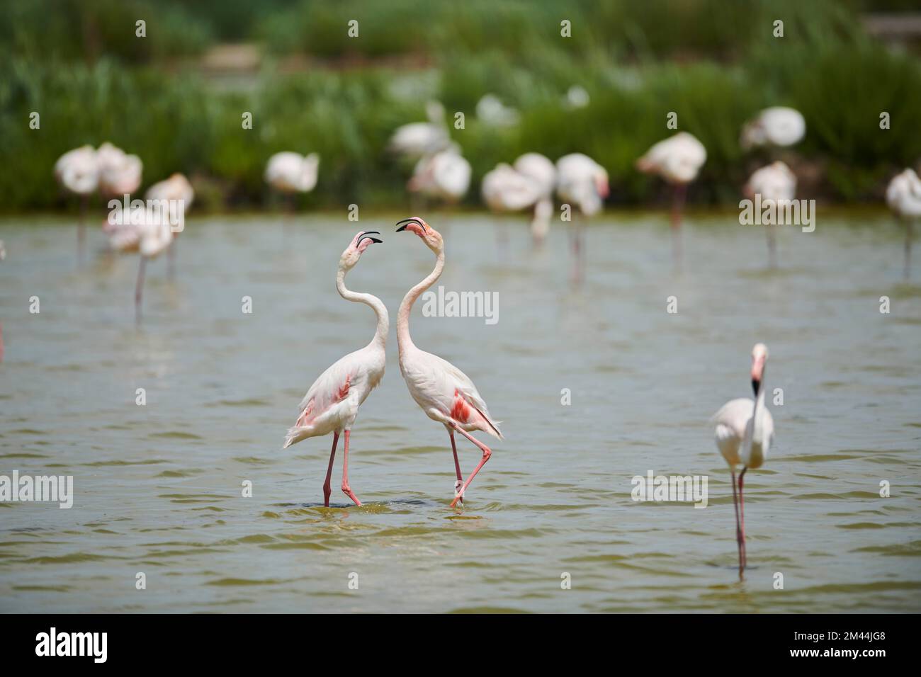Greater Flamingo (Phoenicopterus roseus), arguing in the water, Parc ...