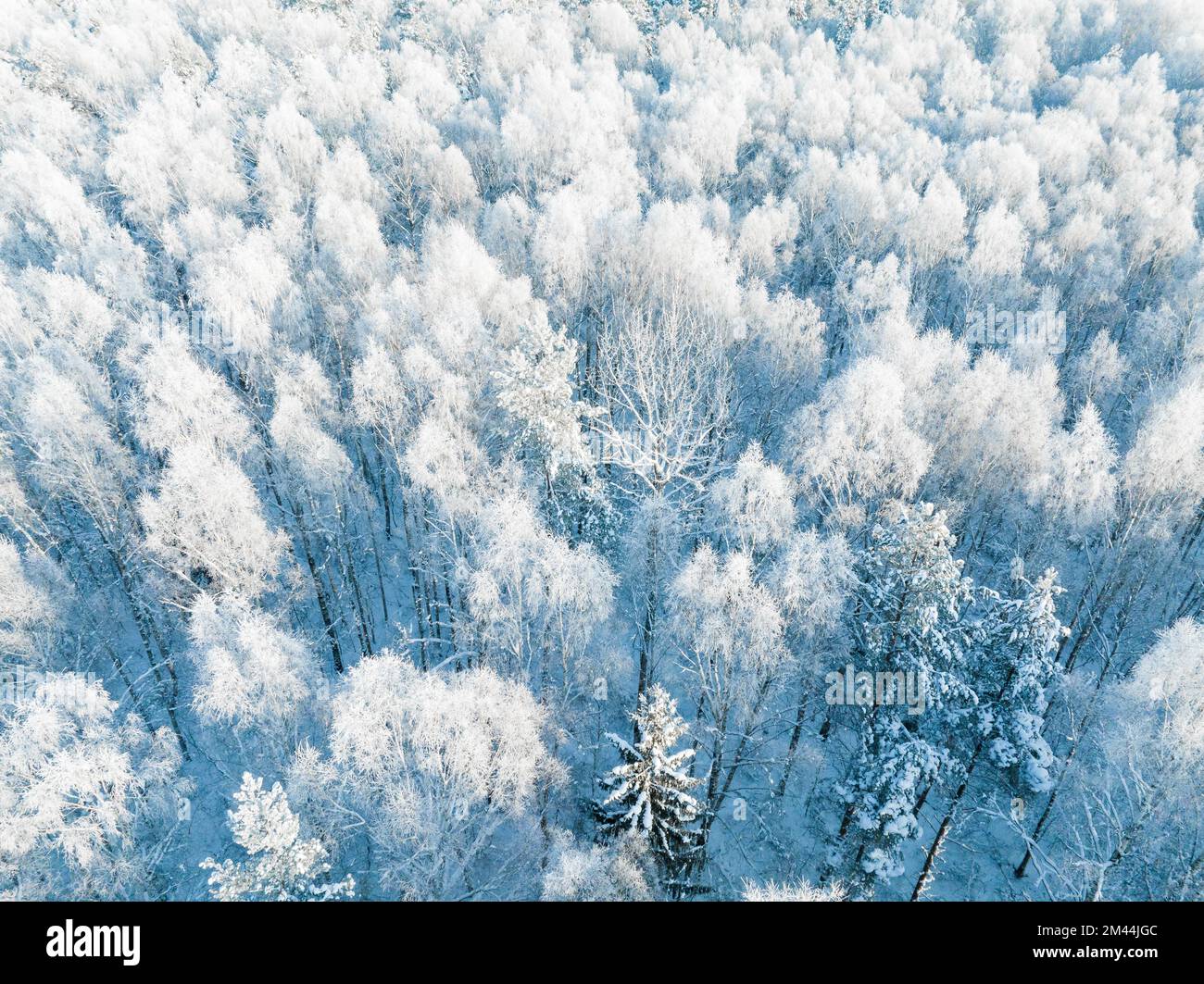 Forest in snow. Snowy forest road. Forest road from above Stock Photo ...