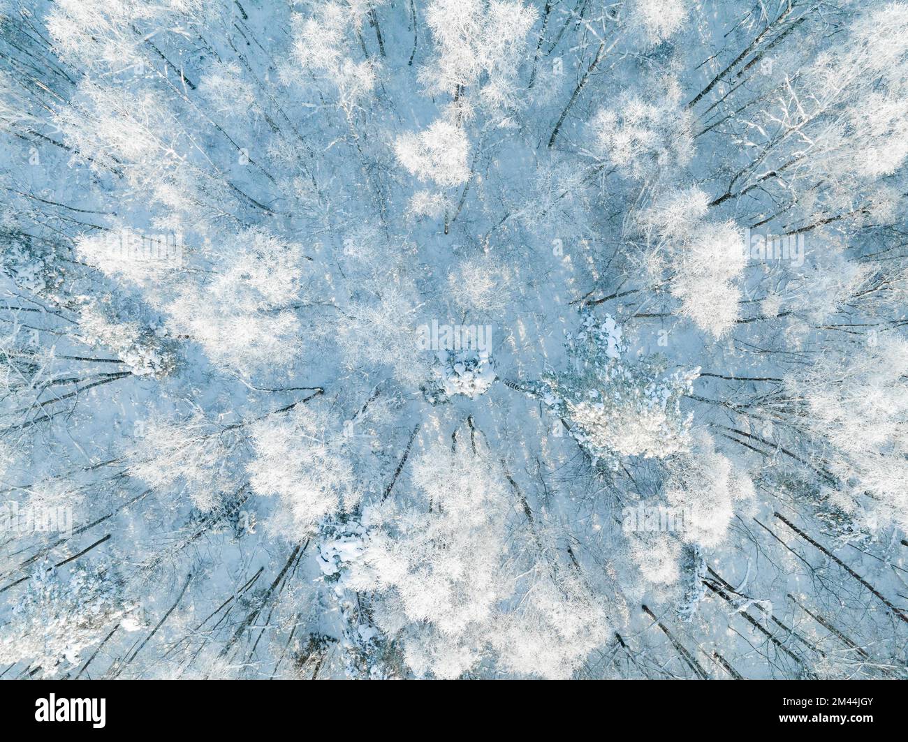 Forest in snow. Snowy forest road. Forest road from above Stock Photo ...