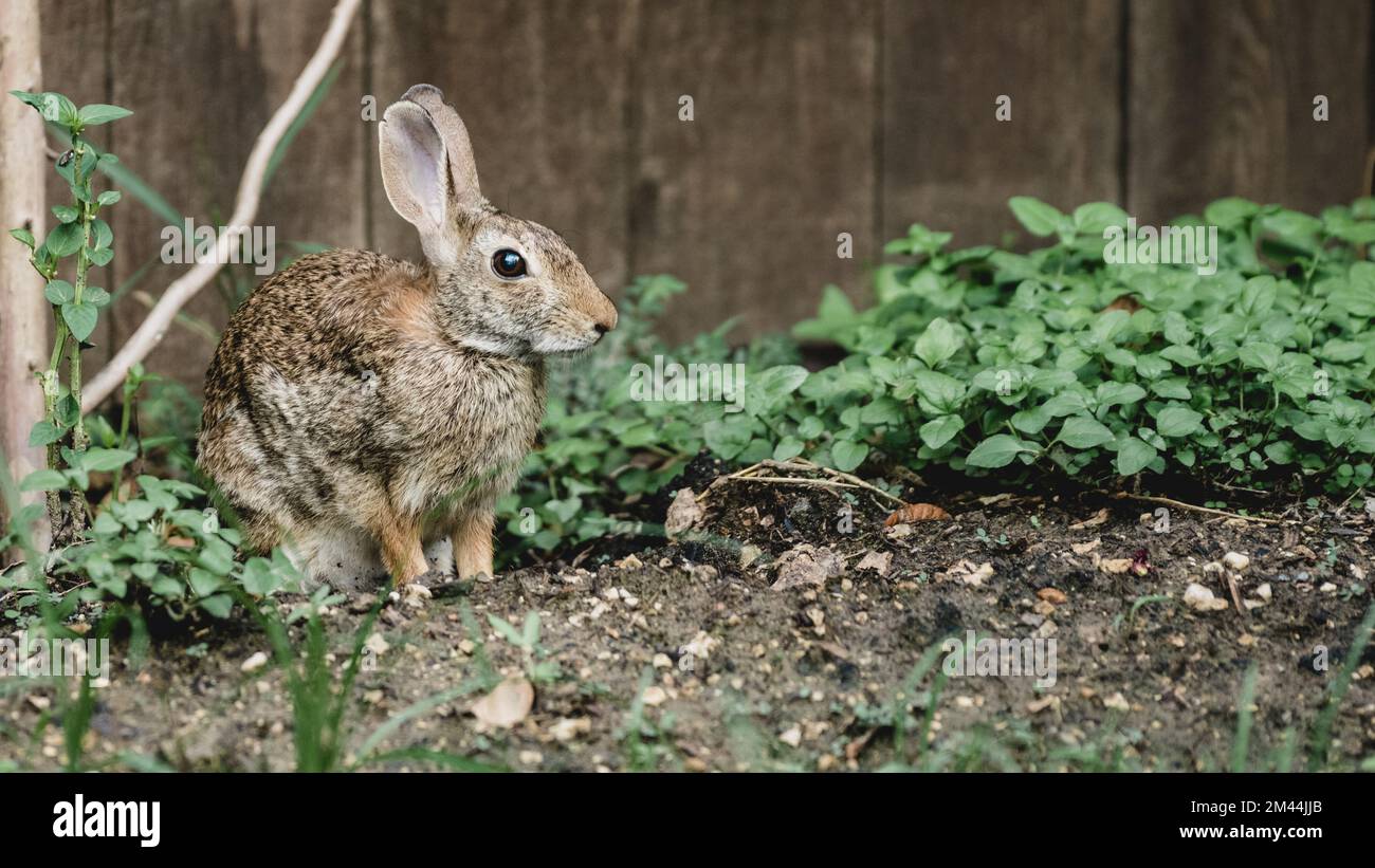 A close-up shot of a hare in a garden Stock Photo - Alamy