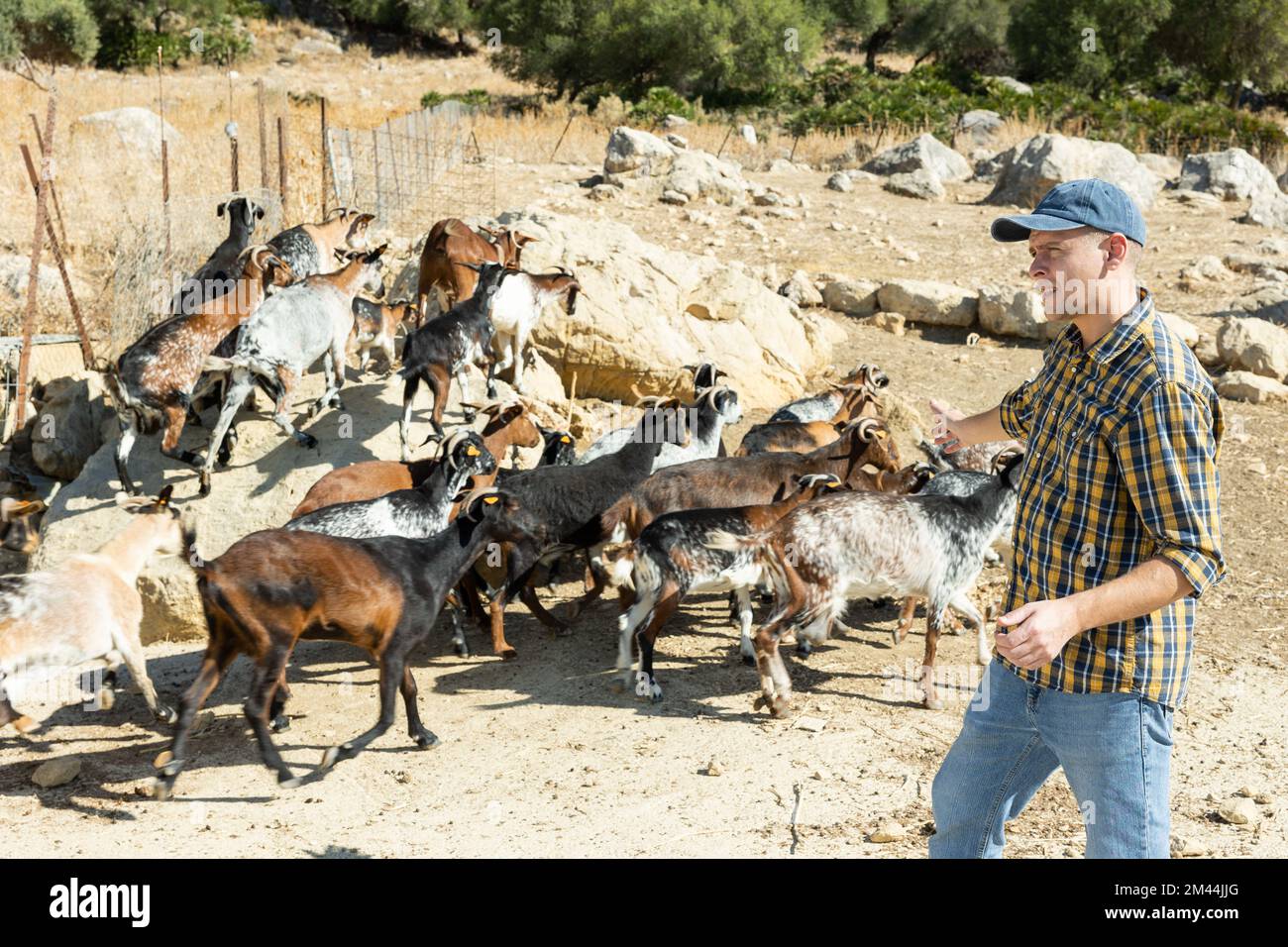 Breeder watching herd of goats walking to feedlot outdoors Stock Photo ...