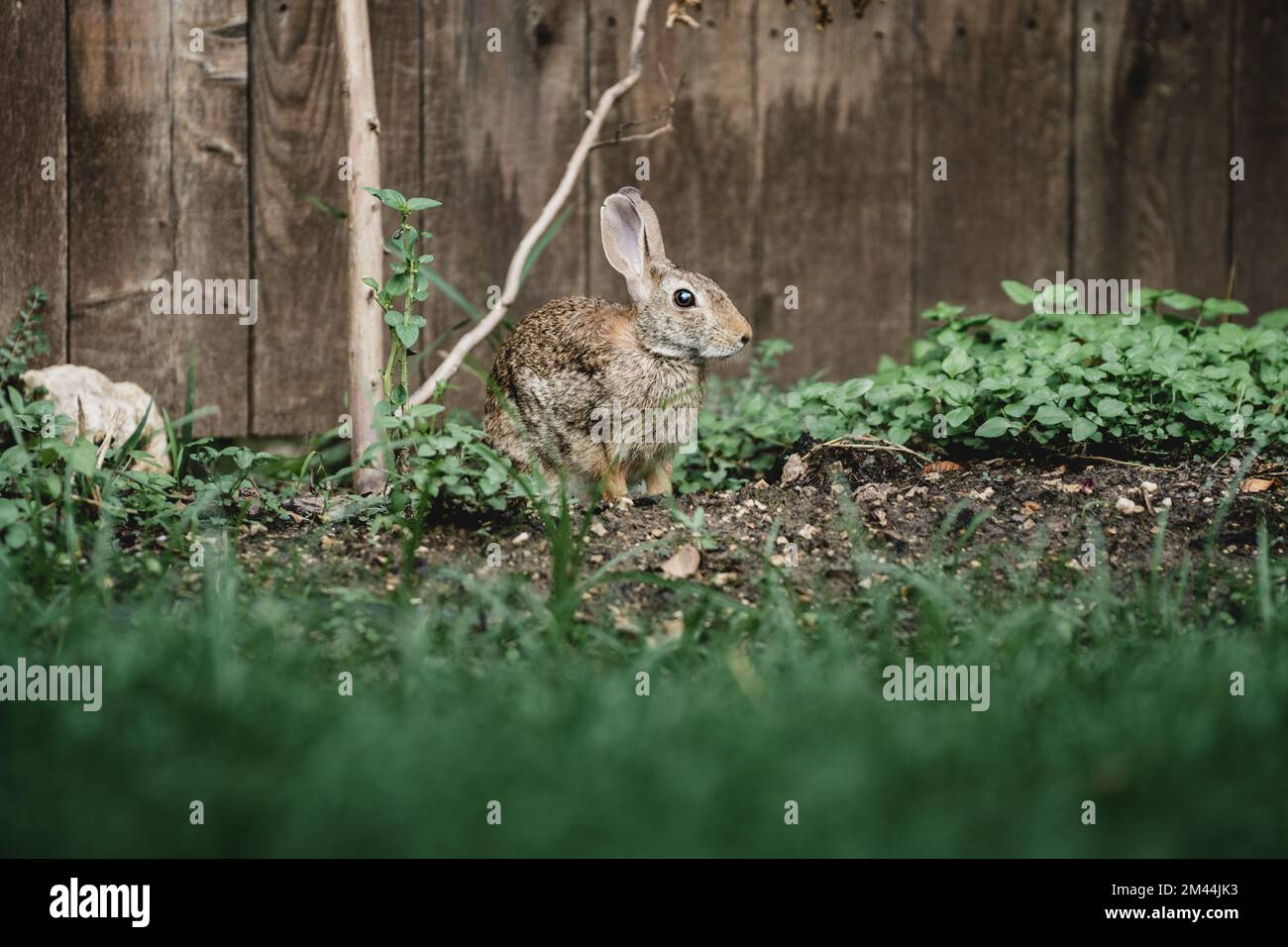 A close-up shot of a hare in a garden Stock Photo - Alamy