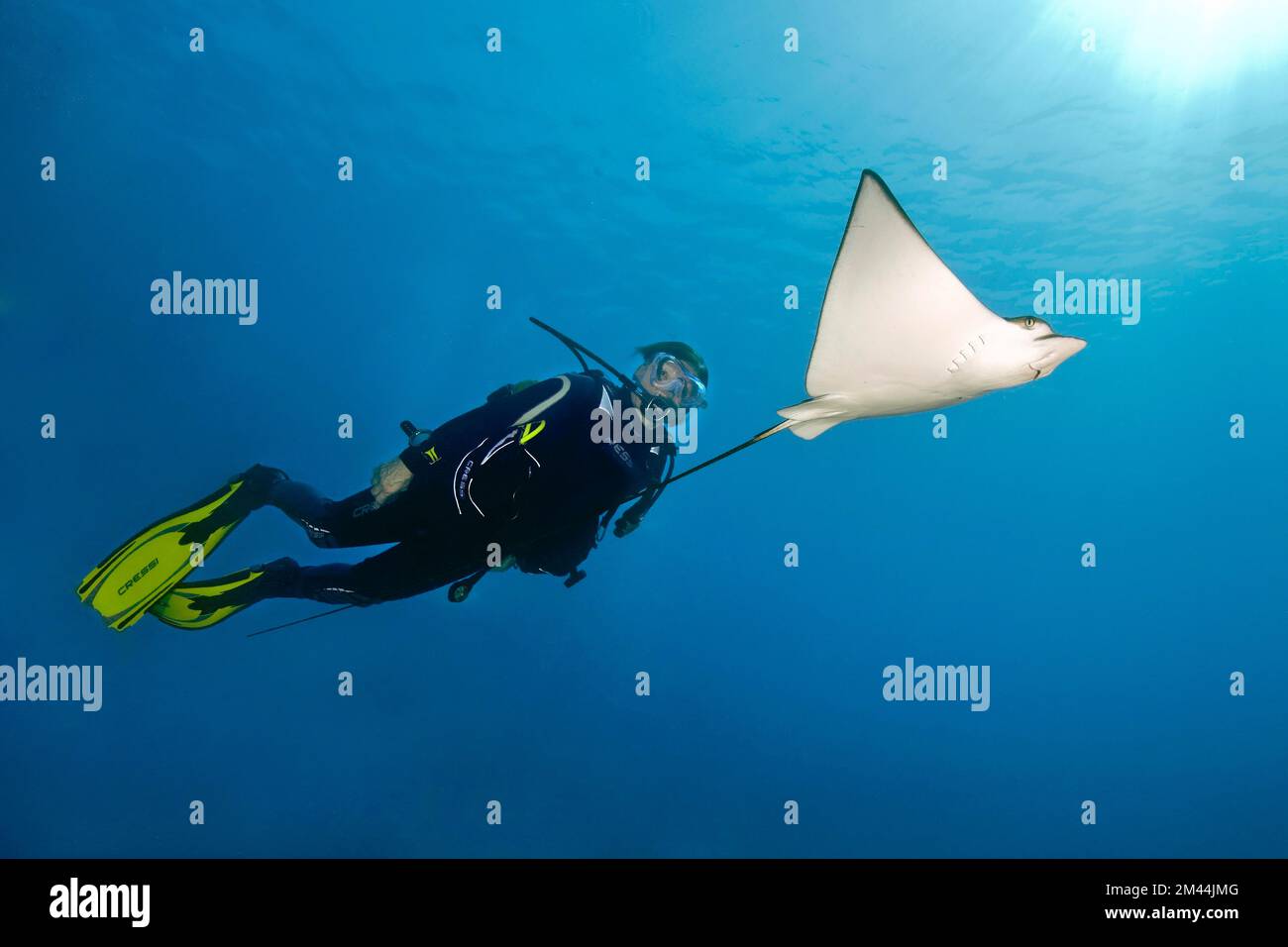 Diver looking up swimming next to Spotted Eagle Ray (Aetobatus ...