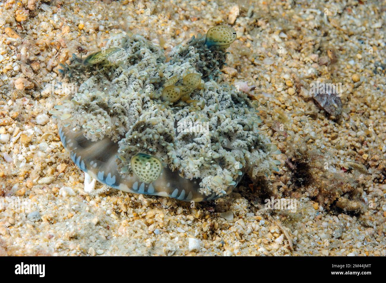 Mangrove jellyfish (Cassiopeia andromeda) lying upside down on sandy ...