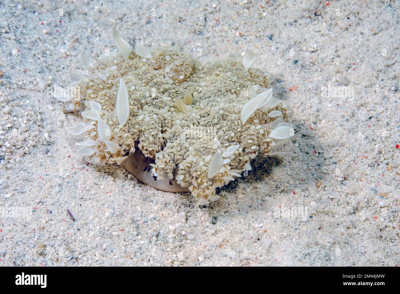 Mangrove jellyfish (Cassiopeia andromeda) lying upside down on sandy ...