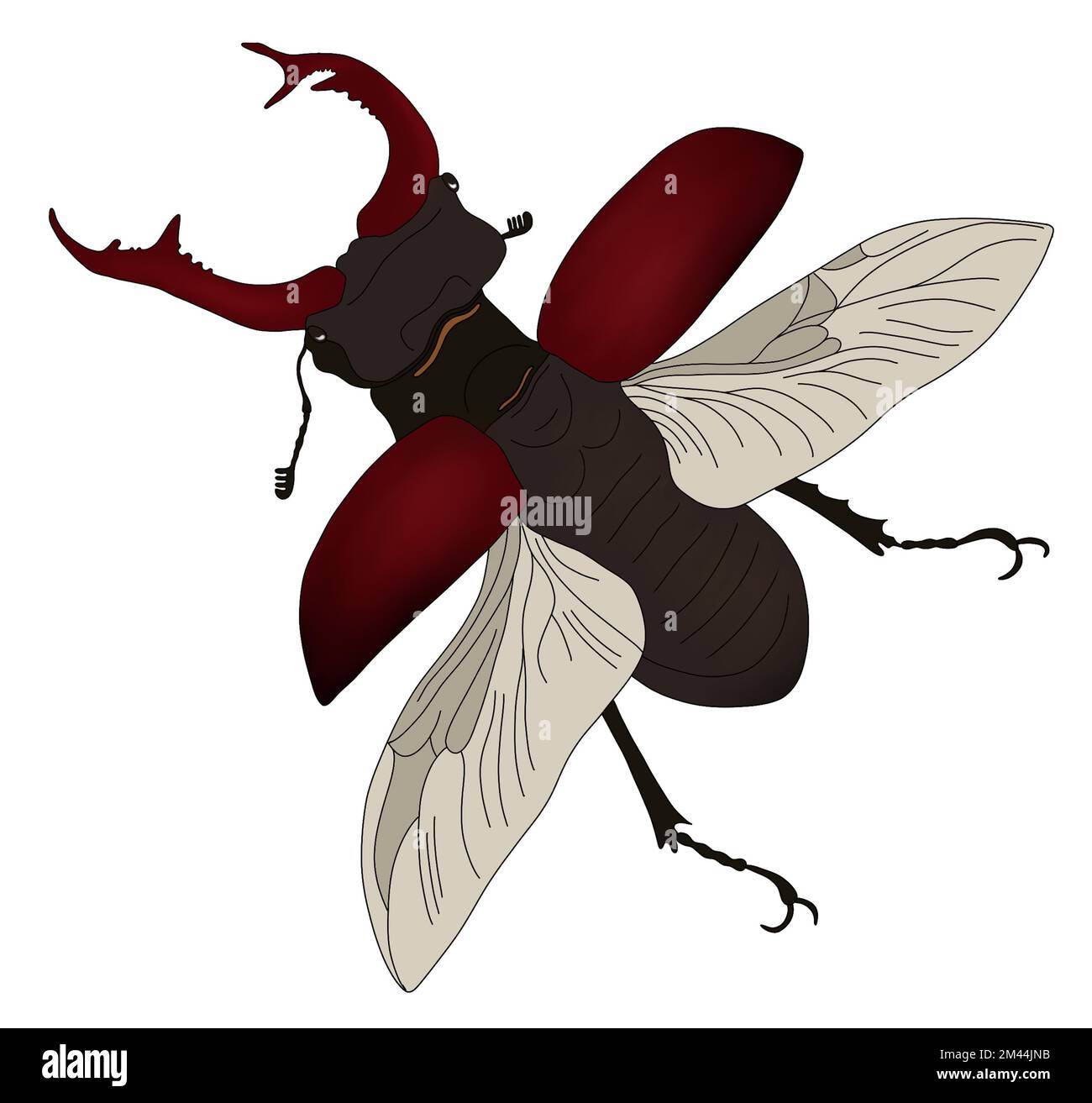 Stag beetle illustration hi-res stock photography and images - Alamy