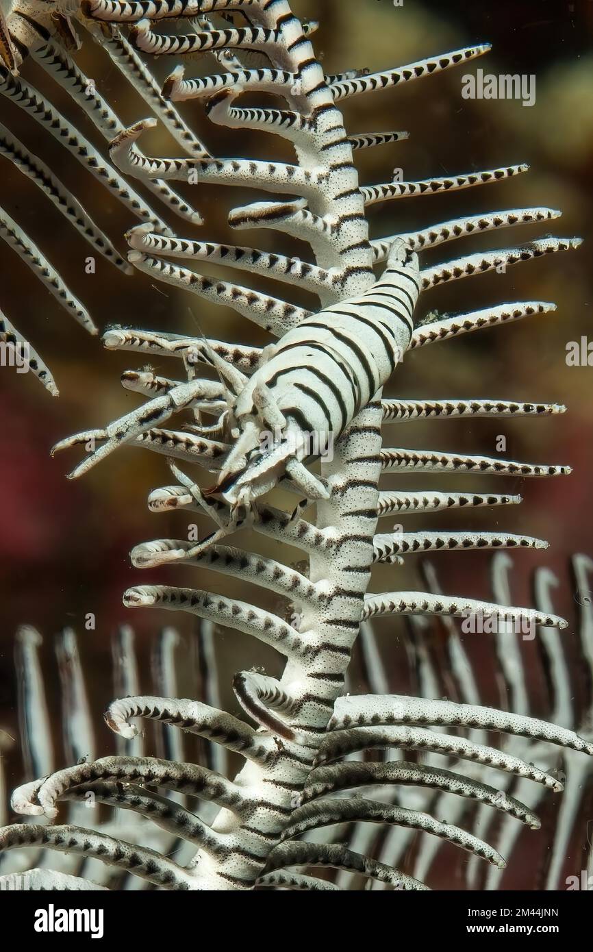 Camouflaged feather star (Crinoidea) shrimp (Periclimenes cornutus ...