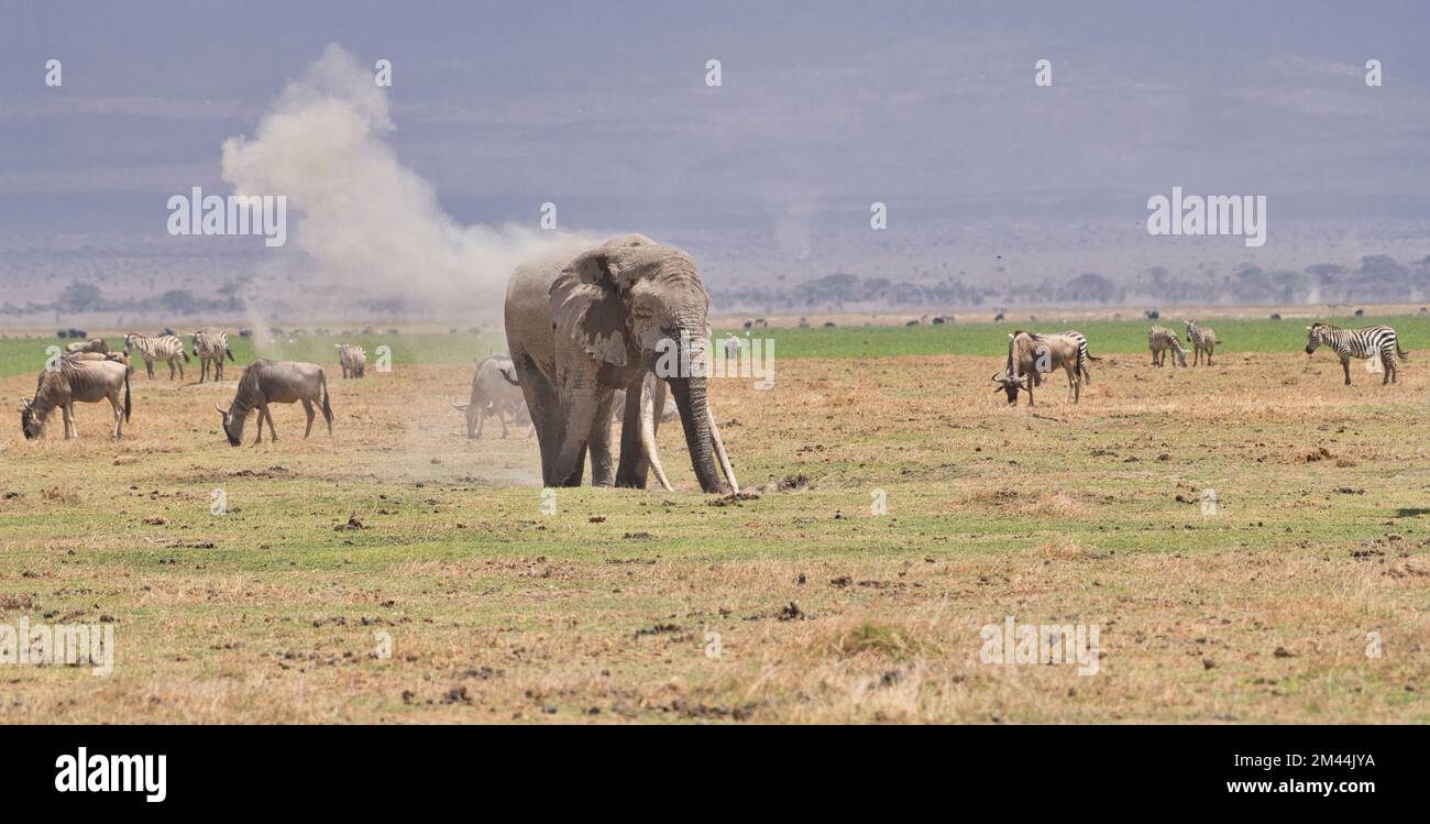 African elephant (Loxodonta africana), a large male, named Michael by ...