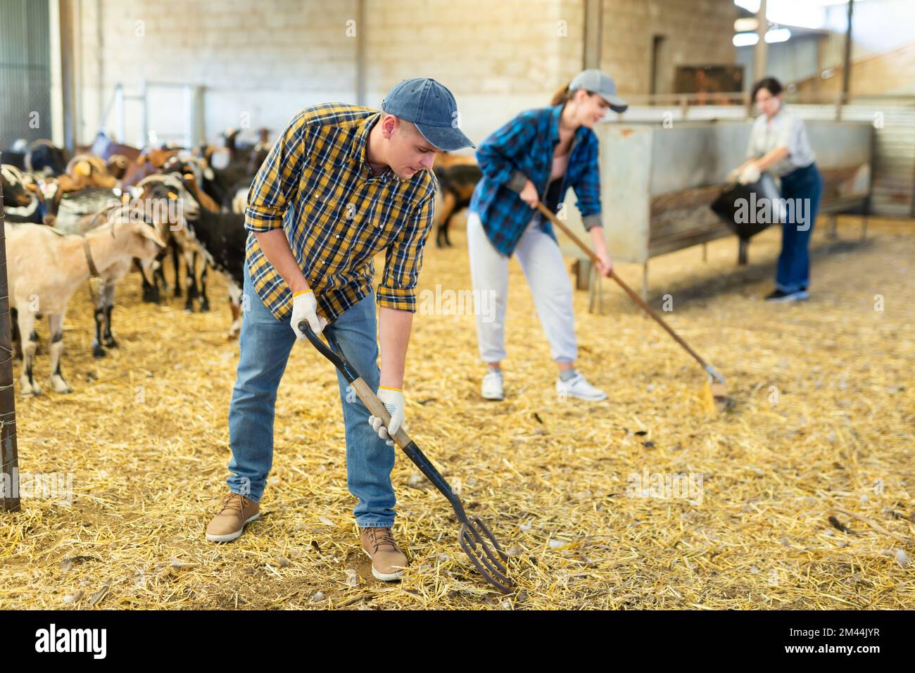Farmer does the cleaning in goat shed Stock Photo - Alamy
