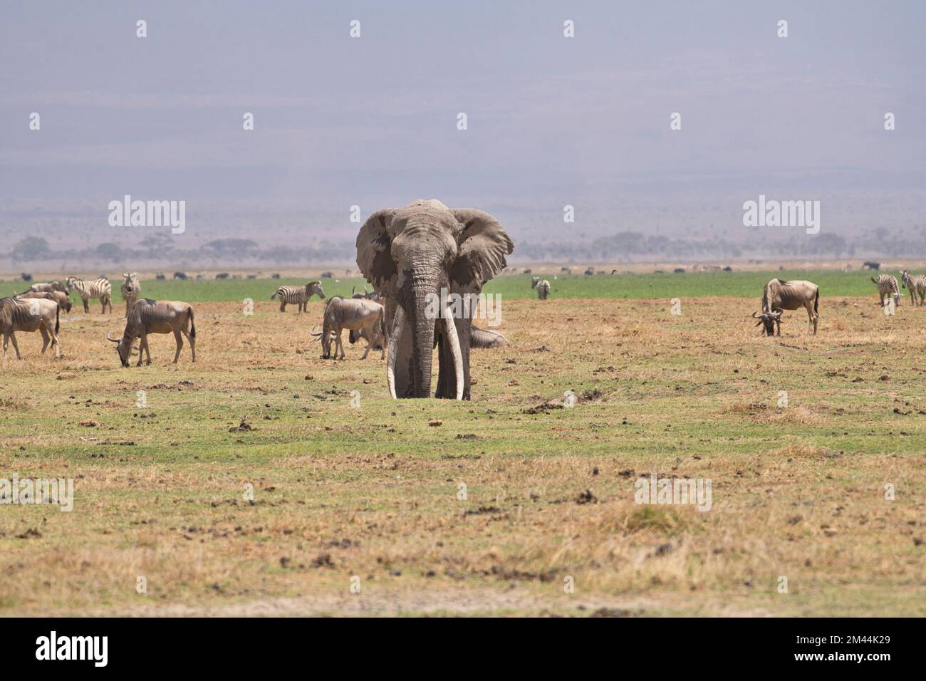 African elephant (Loxodonta africana), a large male, named Michael by ...