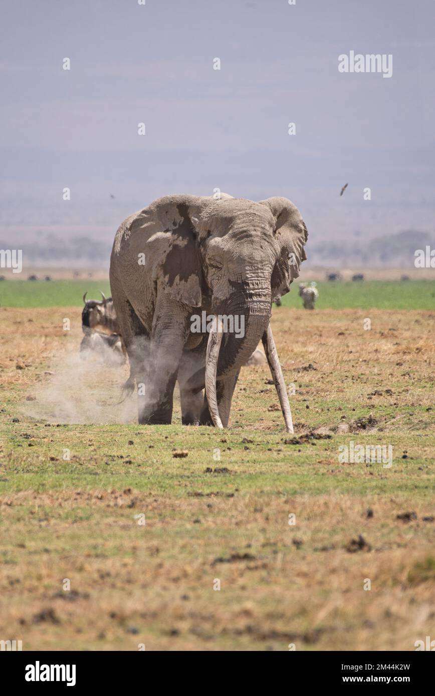 African elephant (Loxodonta africana), a large male, named Michael by ...